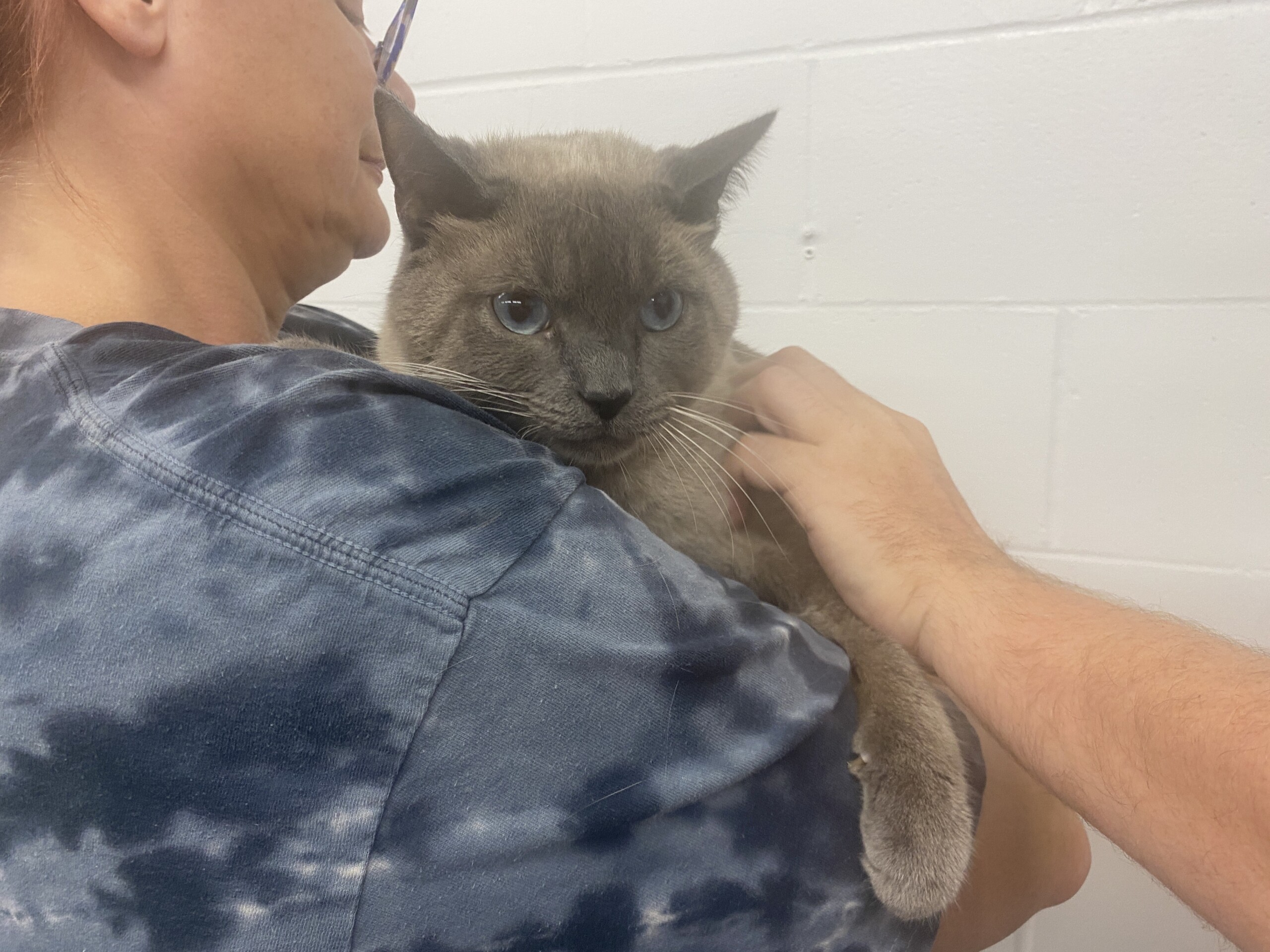 Meet Boo! This week's Pet of the Week! - WHIZ - Fox 5 / Marquee ...