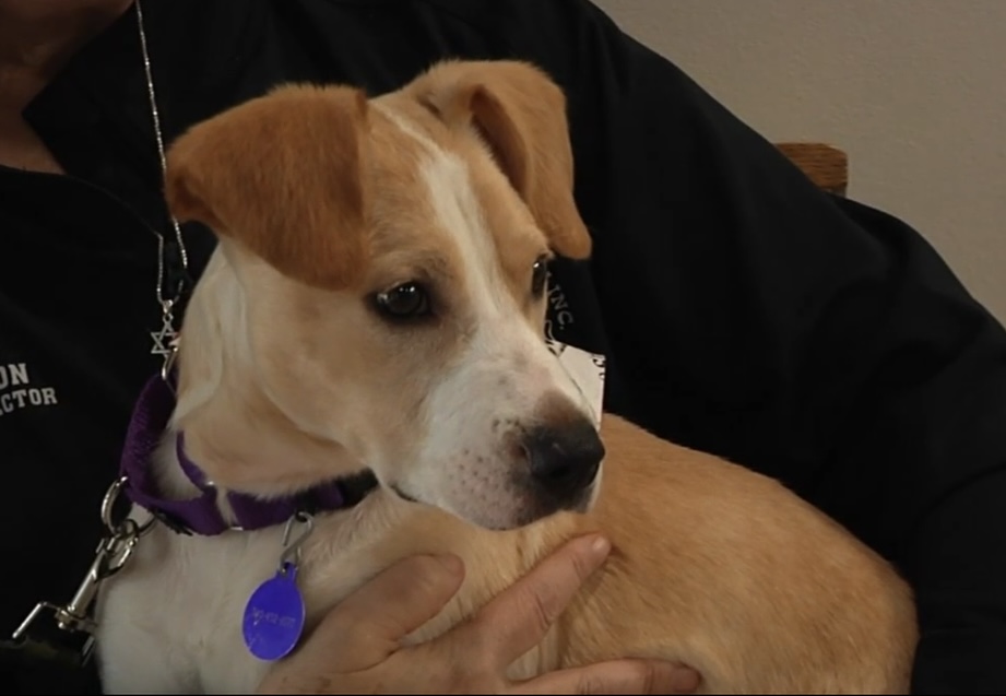 Meet Luke: This Weeks Animal Shelter Pet of the Week! - WHIZ - Fox 5 ...
