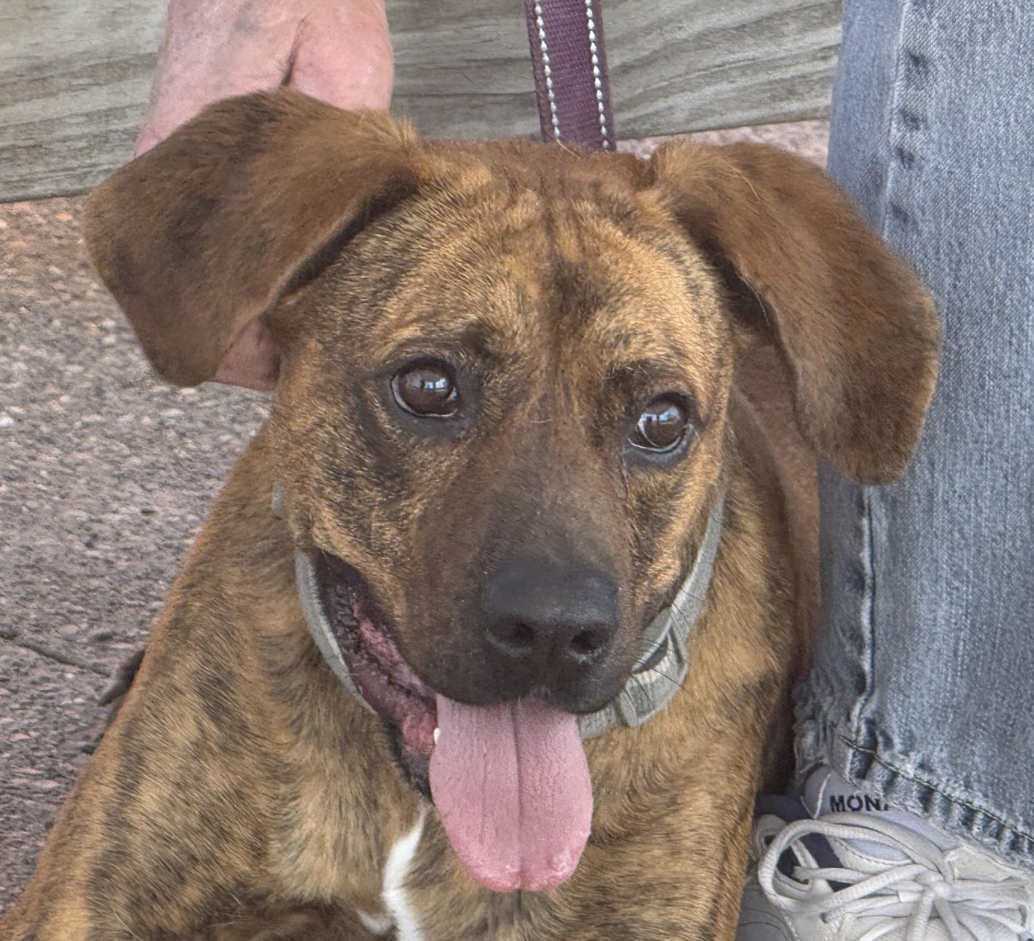 Meet Kippy: This Week's Dog of the Week - WHIZ - Fox 5 / Marquee ...
