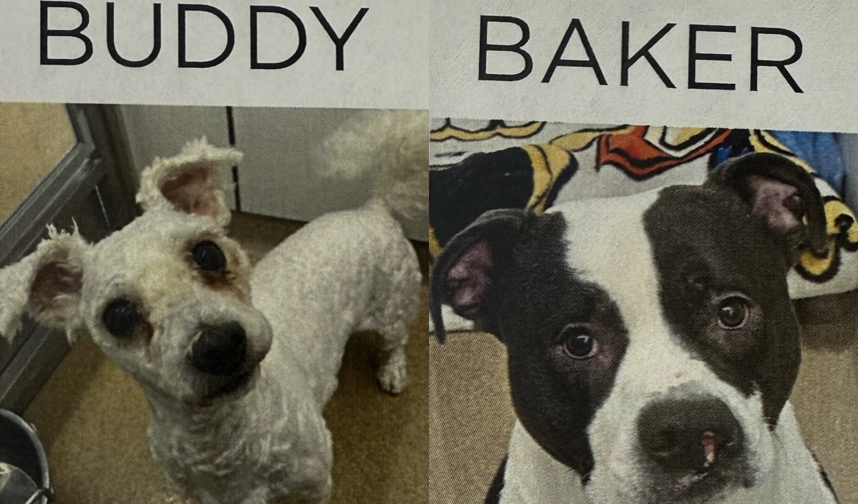 Meet Buddy and Baker, This Week's Pets of the Week - WHIZ - Fox 5 ...