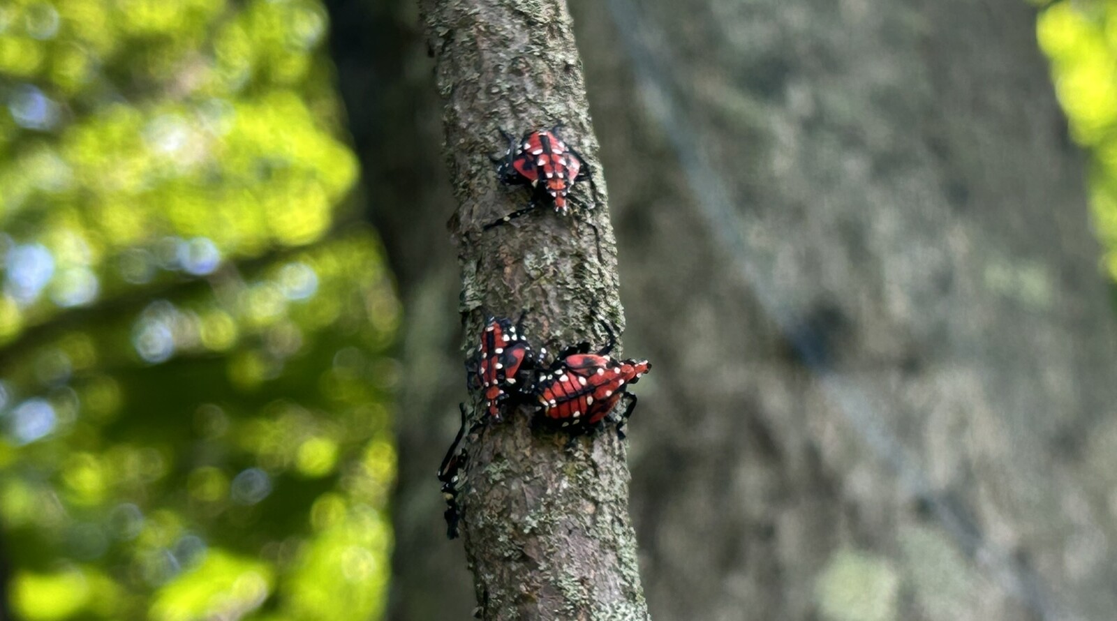 Spotted Lantern Fly - WHIZ - Fox 5 / Marquee Broadcasting